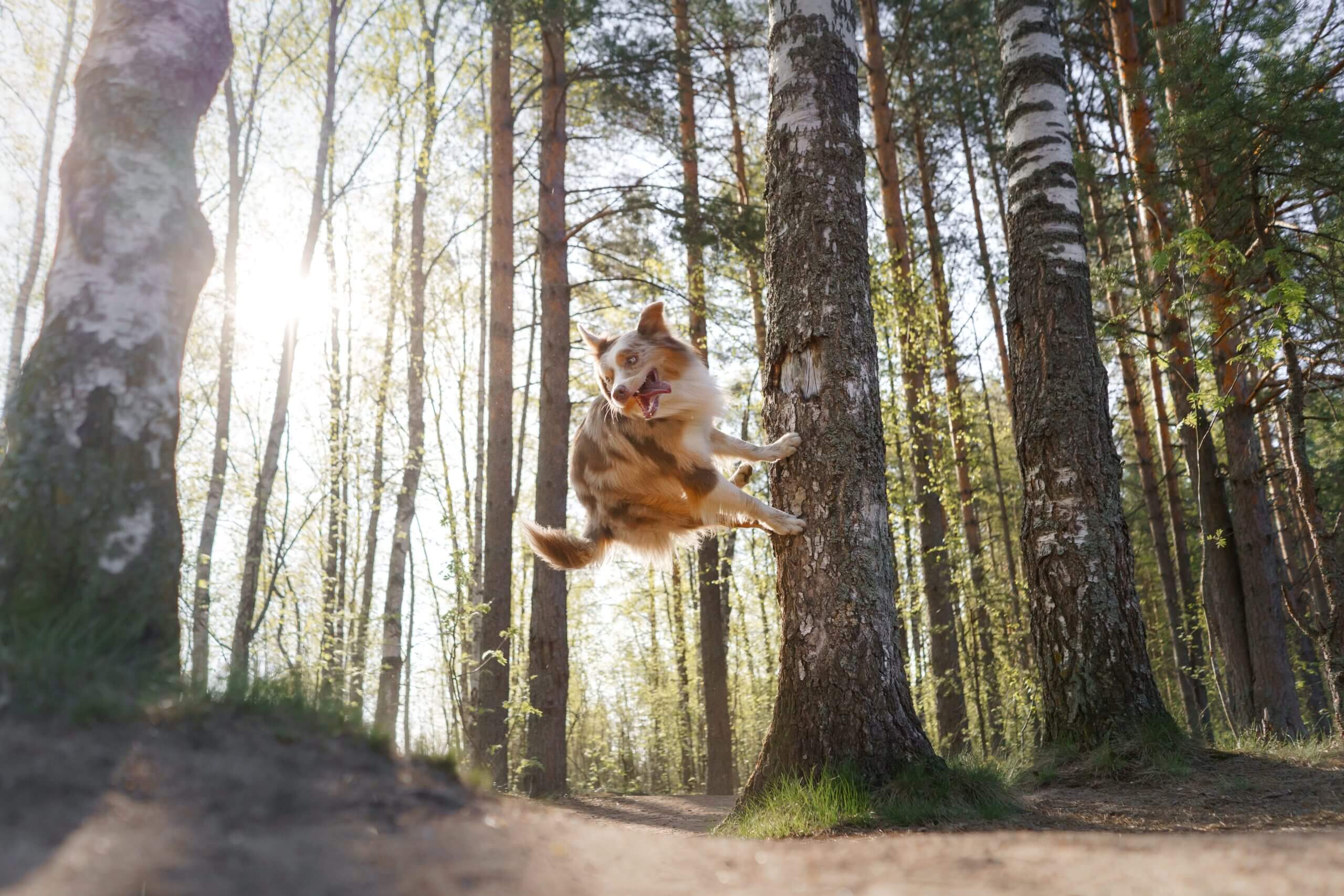Dog Parkour : le guide complet pour bien débuter - Cat'canin